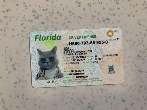 Florida Driver License PSD Template – PSD Craftify